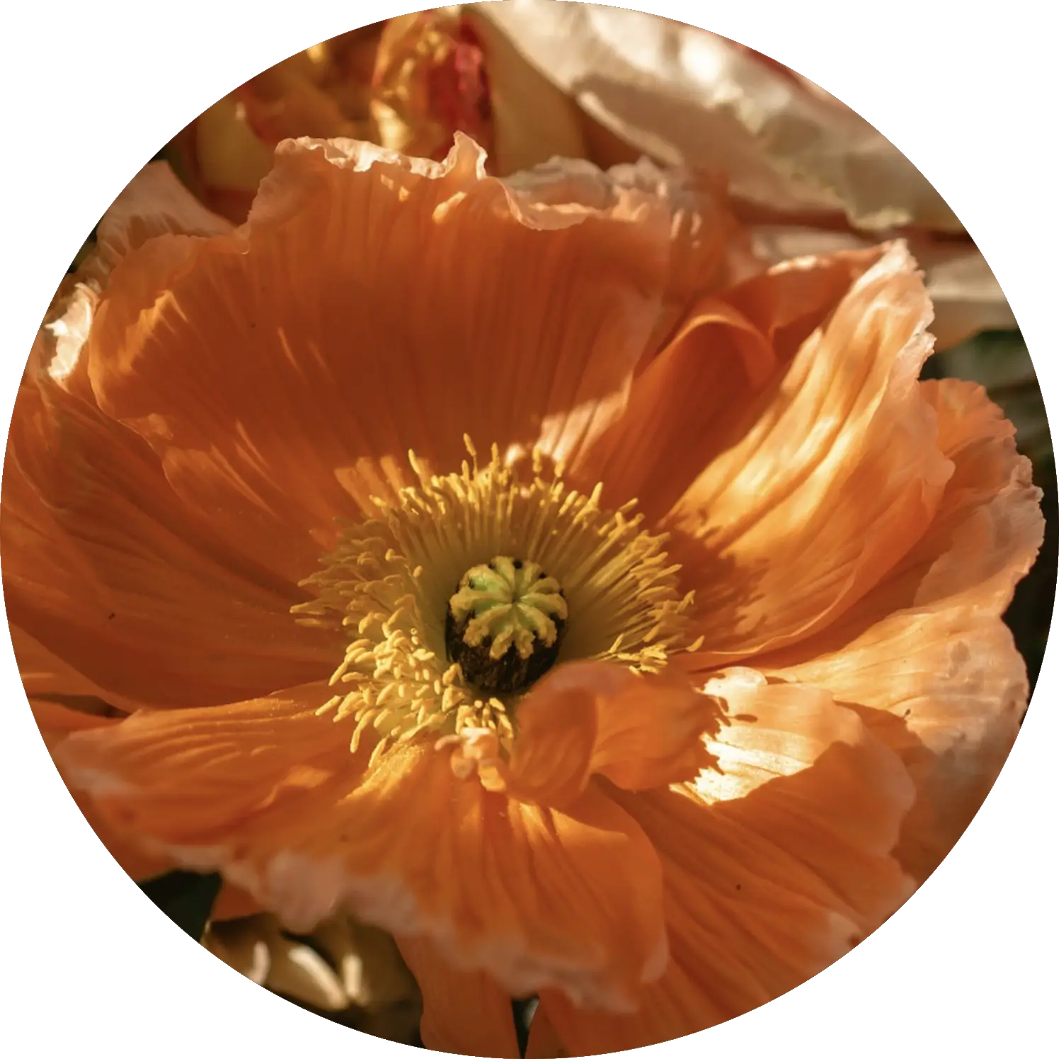 Omni-Biotic Balance Probiotic