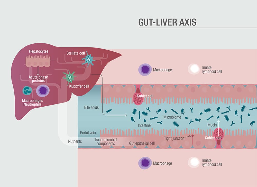 Gut-Liver Axis I Omni-Biotic Research